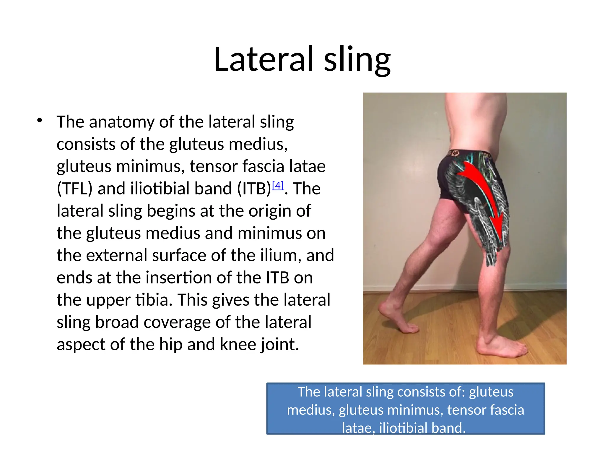 pelvic sling muscles anatomy for normal individuals.pptx
