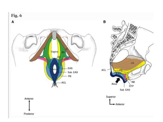 pelvic sling muscles anatomy for normal individuals.pptx