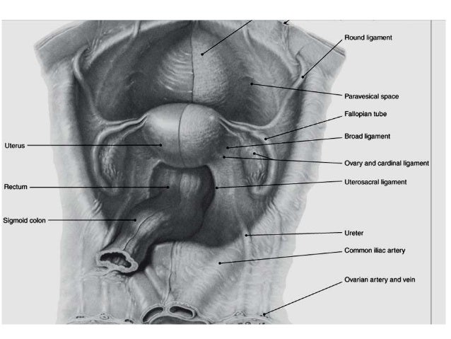 Pelvic Ureter