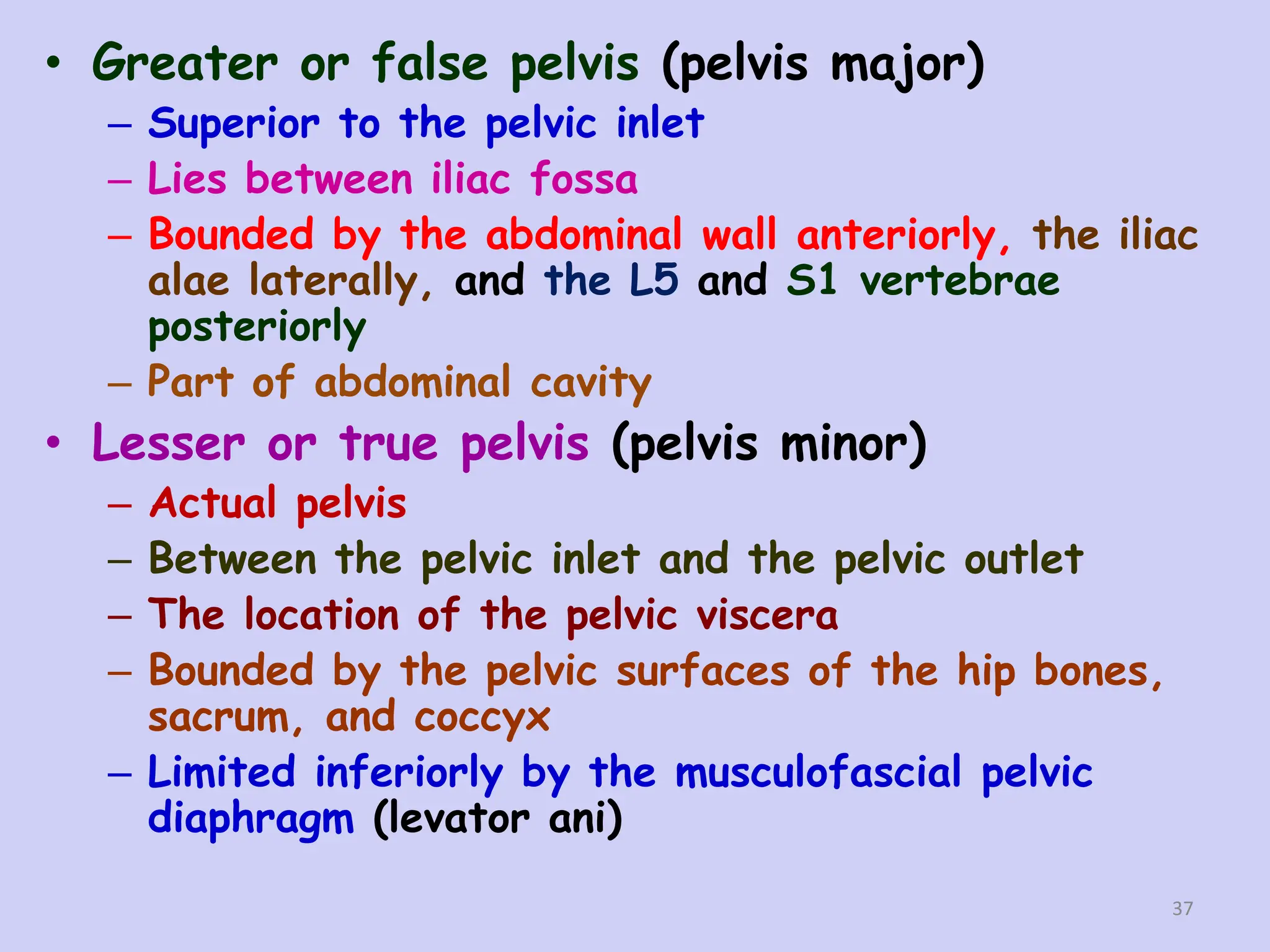 Pelvic Wall.pptx