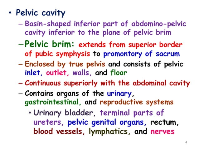 Pelvic Wall.pptx