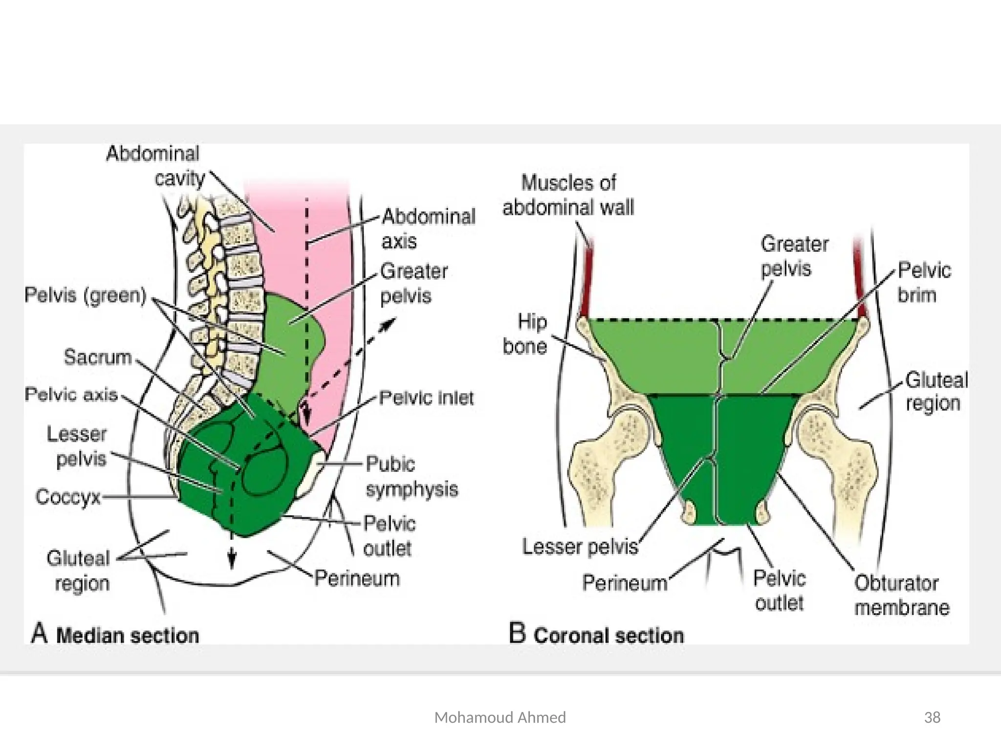 introduction of Pelvic Wall and muscle.pptx