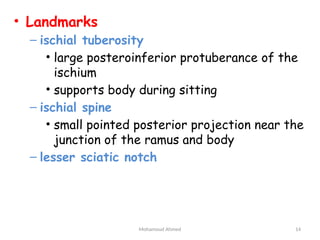 introduction of Pelvic Wall and muscle.pptx