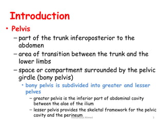 introduction of Pelvic Wall and muscle.pptx
