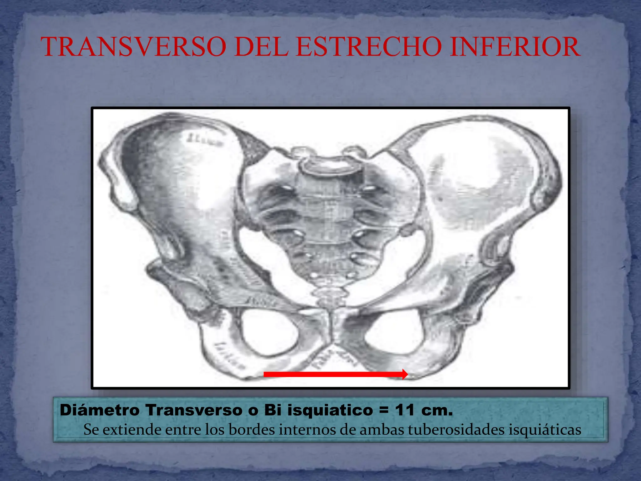PELVIMETRÍA PELVIS VERDADERA. ANATOMÍA DE PELVIS | PPTX
