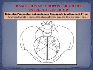 PELVIMETRÍA PELVIS VERDADERA. ANATOMÍA DE PELVIS | PPTX