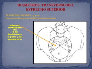 PELVIMETRÍA PELVIS VERDADERA. ANATOMÍA DE PELVIS | PPTX