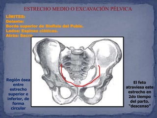 PELVIMETRÍA PELVIS VERDADERA. ANATOMÍA DE PELVIS | PPTX