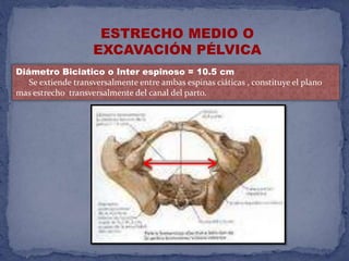 PELVIMETRÍA PELVIS VERDADERA. ANATOMÍA DE PELVIS | PPTX