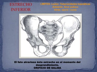PELVIMETRÍA PELVIS VERDADERA. ANATOMÍA DE PELVIS | PPTX