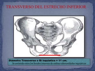 PELVIMETRÍA PELVIS VERDADERA. ANATOMÍA DE PELVIS | PPTX