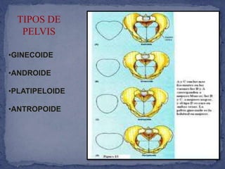 PELVIMETRÍA PELVIS VERDADERA. ANATOMÍA DE PELVIS | PPTX