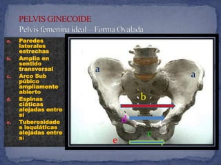 PELVIMETRÍA PELVIS VERDADERA. ANATOMÍA DE PELVIS | PPTX