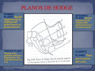 PELVIMETRÍA PELVIS VERDADERA. ANATOMÍA DE PELVIS | PPTX