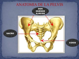 PELVIMETRÍA PELVIS VERDADERA. ANATOMÍA DE PELVIS | PPTX