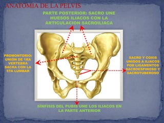 PELVIMETRÍA PELVIS VERDADERA. ANATOMÍA DE PELVIS | PPTX