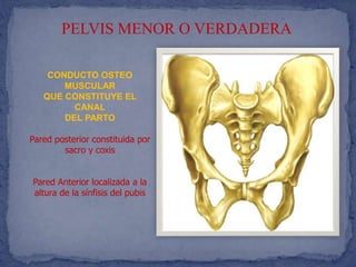 PELVIMETRÍA PELVIS VERDADERA. ANATOMÍA DE PELVIS | PPTX
