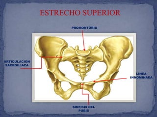 PELVIMETRÍA PELVIS VERDADERA. ANATOMÍA DE PELVIS | PPTX