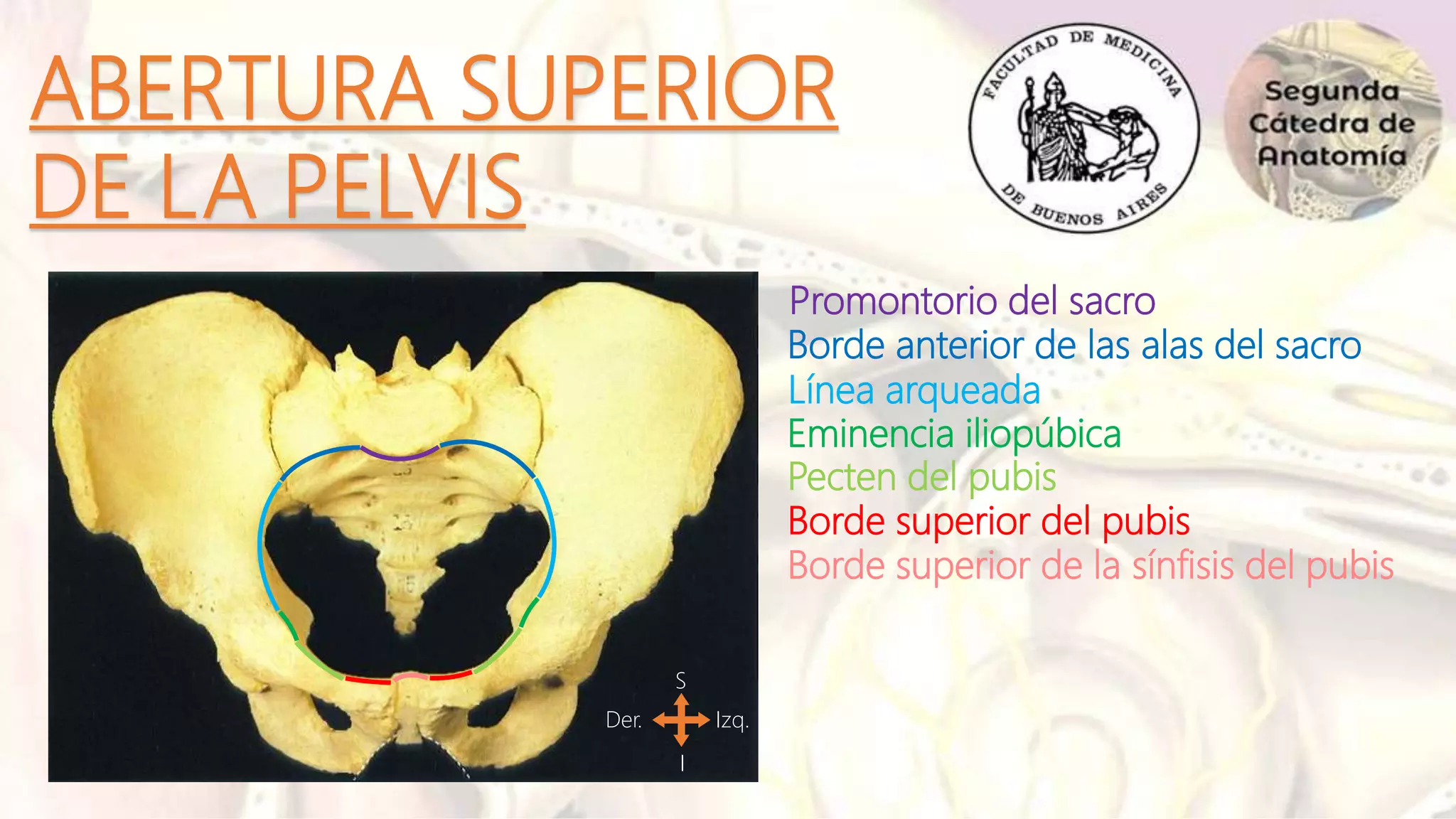 Conceptos básicos de Pelvis ósea y Pelvimetría | PPTX
