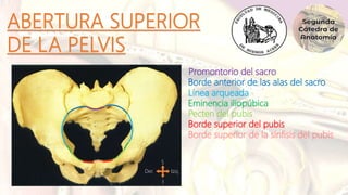 Conceptos básicos de Pelvis ósea y Pelvimetría | PPTX