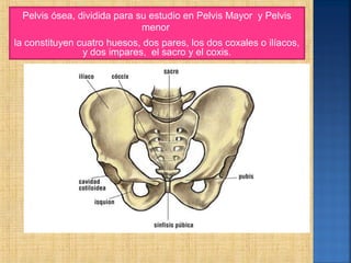 Pelvimetria clinica | PPT