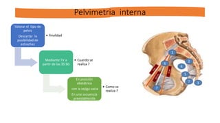 Pelvimetria interna | PPTX