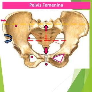 Pelvimetria interna movimientos_cardinales_ximena_beltran_alva | PPTX