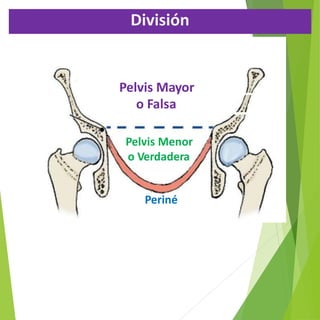Pelvimetria interna movimientos_cardinales_ximena_beltran_alva | PPTX