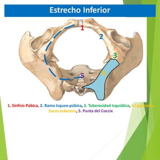 Pelvimetria interna movimientos_cardinales_ximena_beltran_alva | PPTX