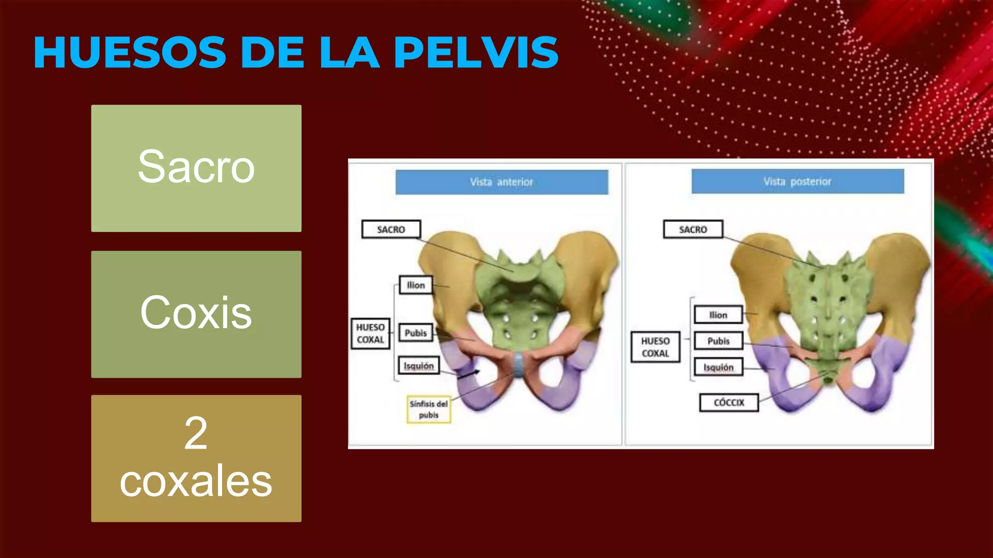 PELVIMETRÍA, PLANOS DE HODGE, DIAMETROS Y EJES DE LA PELVIS .pptx