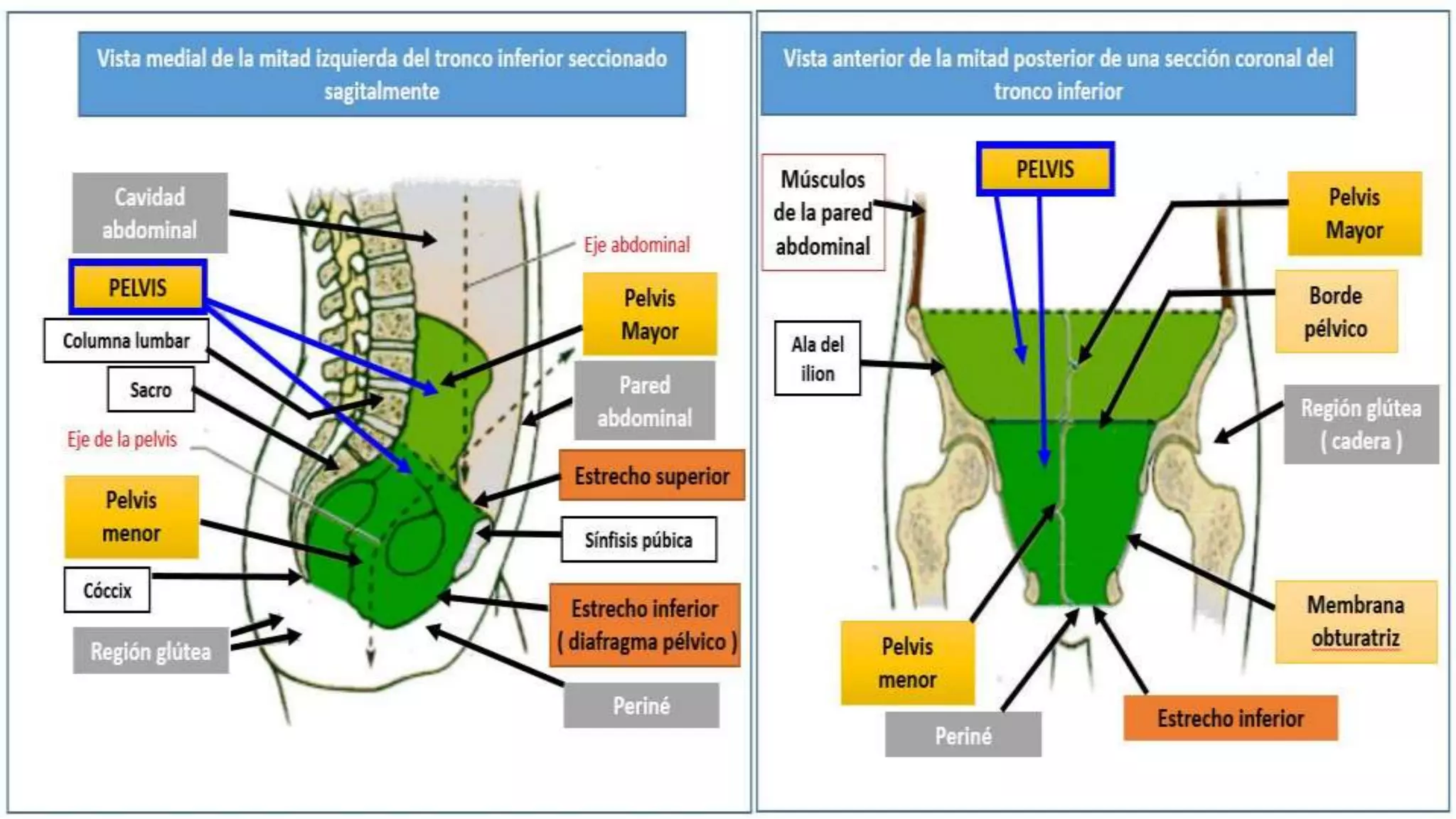 PELVIMETRÍA, PLANOS DE HODGE, DIAMETROS Y EJES DE LA PELVIS .pptx