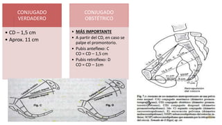 Conjugado Obstétrico