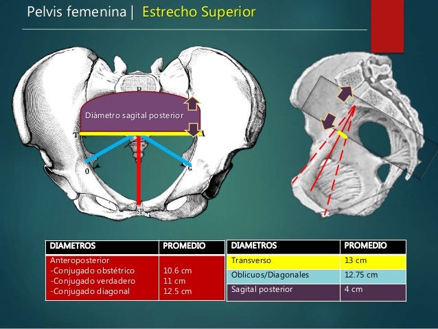 Pelvimetria y Diametros Fetales