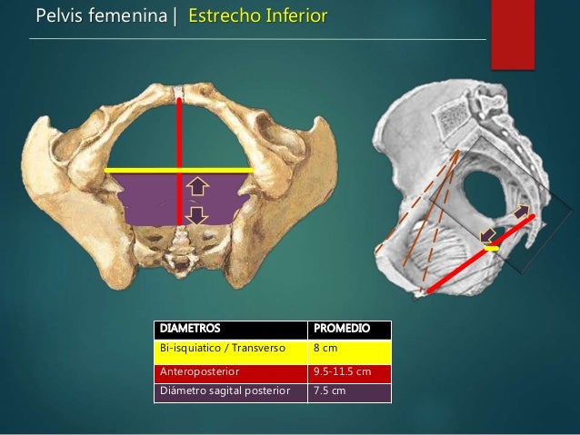 Pelvimetria y Diametros Fetales