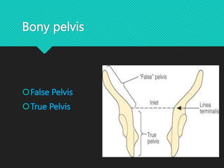 PELVIMETRY.pptx
