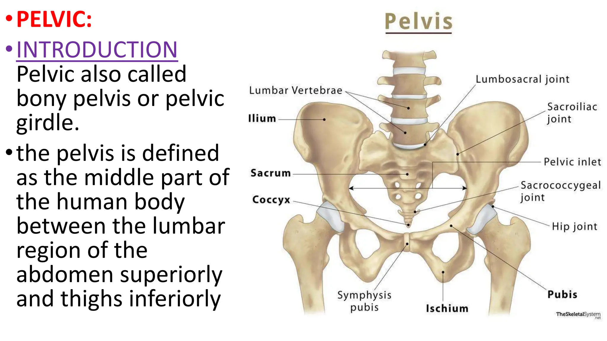 pelvis anotamy lecture mbbs student -1.pptx