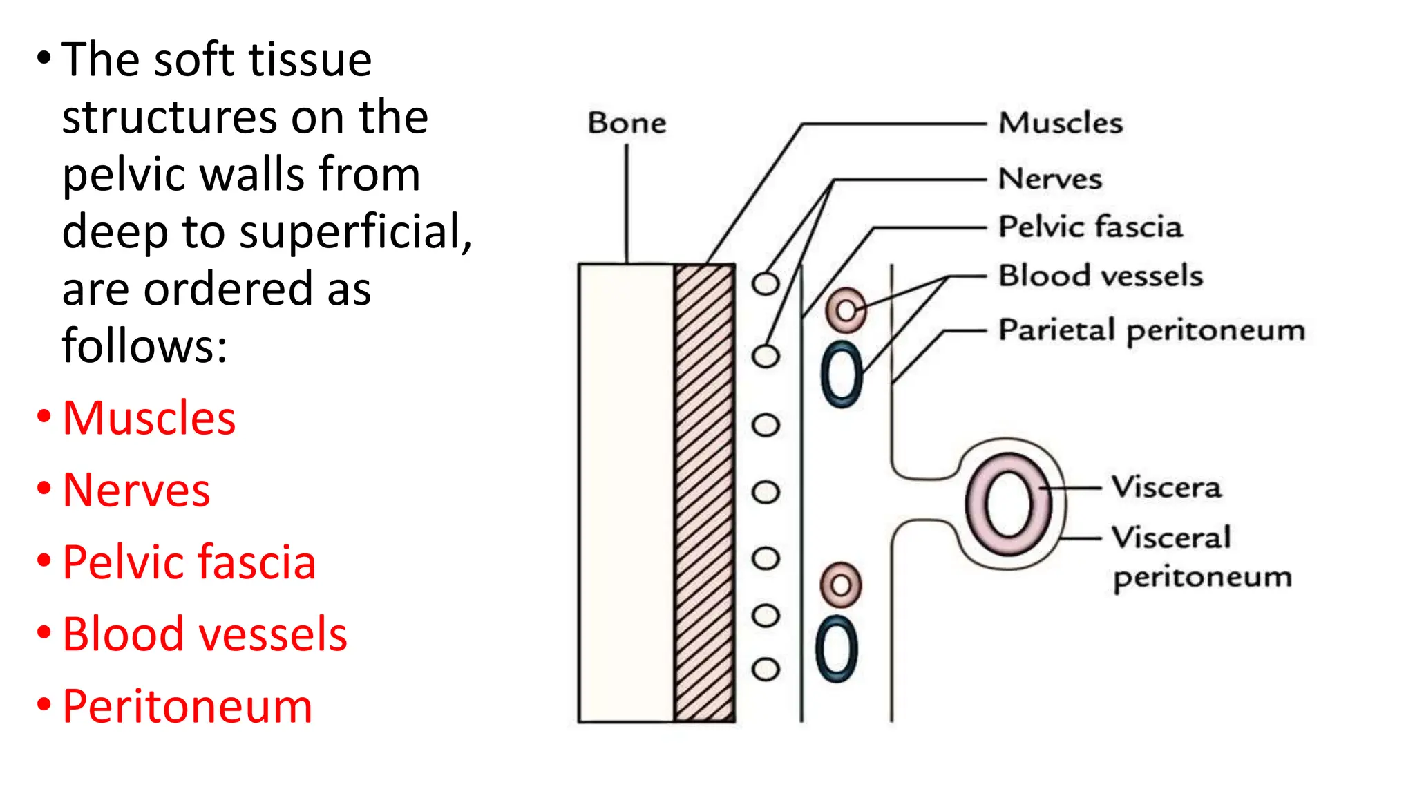 pelvis anotamy lecture mbbs student -1.pptx