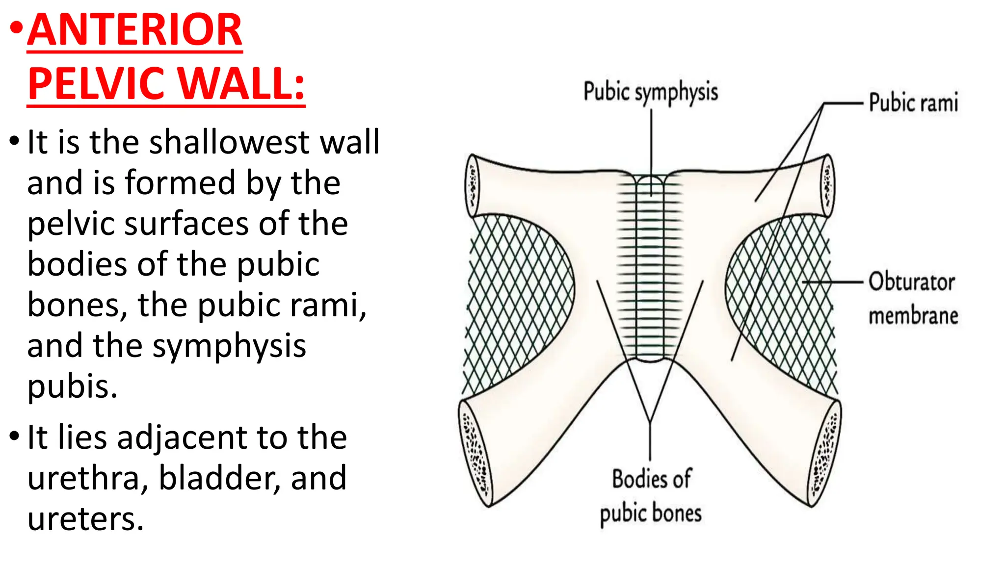 pelvis anotamy lecture mbbs student -1.pptx