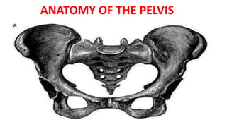 pelvis anotamy lecture mbbs student -1.pptx