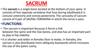 pelvis anotamy lecture mbbs student -1.pptx