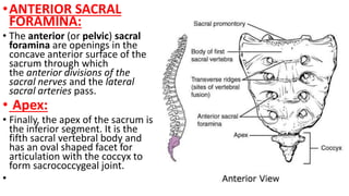 pelvis anotamy lecture mbbs student -1.pptx