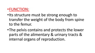 pelvis anotamy lecture mbbs student -1.pptx