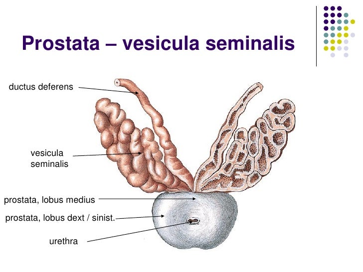 Fejezetek a keresztmetszeti anatómiából - 6. A kismedence és nemi sze…
