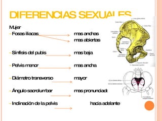 Pelvis | PPT