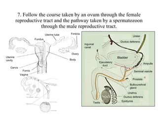 Pelvis (fazlası için www.tipfakultesi.org) | PPT