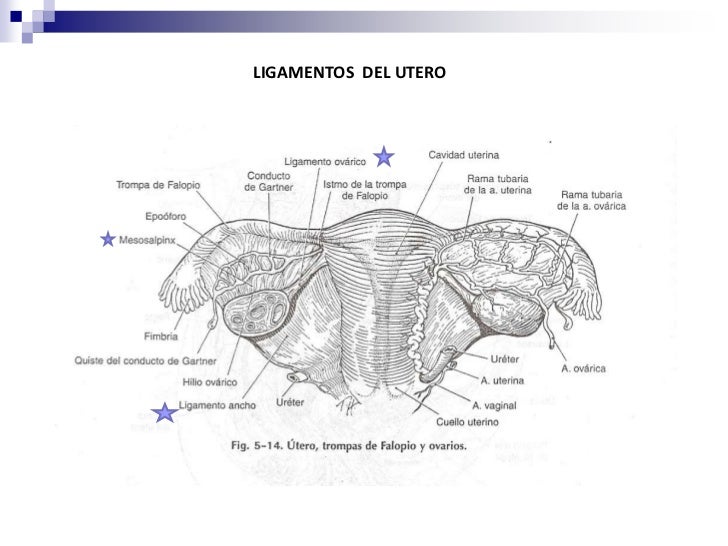Pelvis