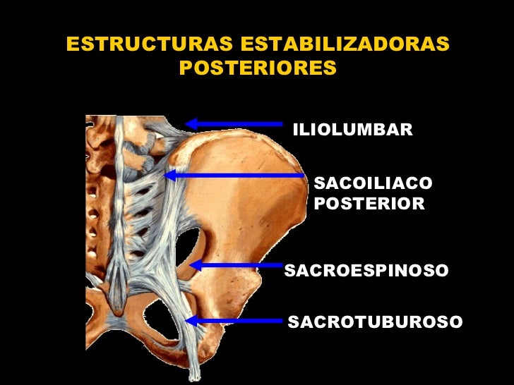 Pelvis