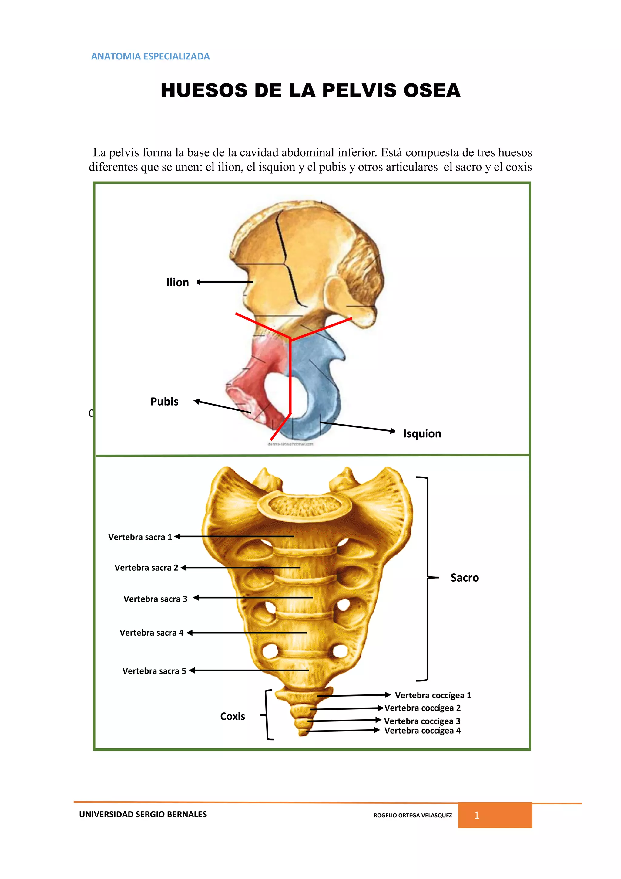 anatomia de la pelvis | PDF