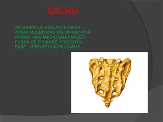 anatomia de pelvis | PPT