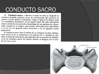 anatomia de pelvis | PPT